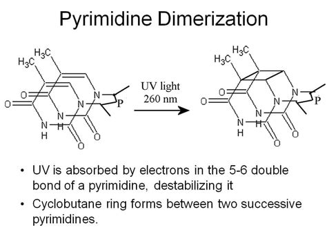 Purines Vs Pyrimidines Difference And Comparison