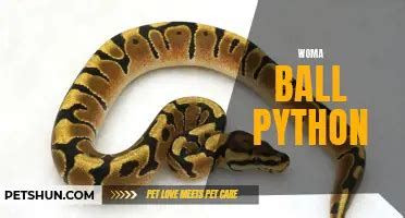 Understanding The Anatomy Of A Ball Python A Complete Guide PetShun