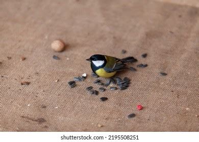 Lovely Tit Images Stock Photos Vectors Shutterstock