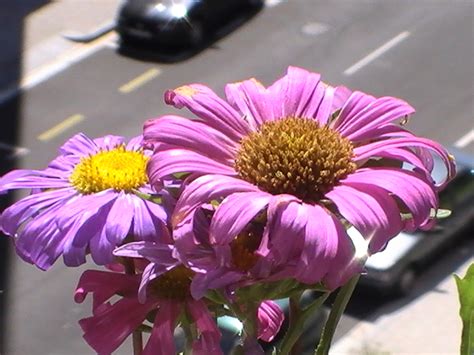 Flores Macho Y Flores Hembra C Mo Distinguirlas En General Ver Fotos