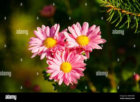 Painted Daisy Or Pyrethrum Its Scientific Name Is Tanacetum Coccineum