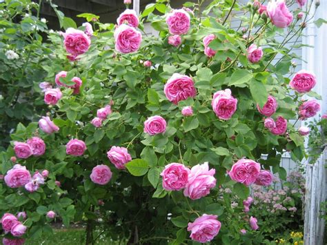 Kärleksstigen: 'Louise Odier' | Trädgård rosor, Blommor, Växter