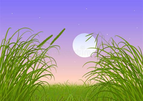 Green Grass Full Moon Night Sky Stock Vector Illustration Of