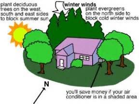 Best Wind Blocking Trees Images Wind Blocking Wind Break Windbreaks