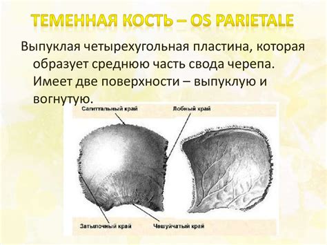 Скелет головы Кости мозгового и лицевого отдела черепа презентация