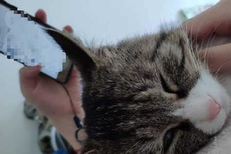 猫咪生完后还会生情吗