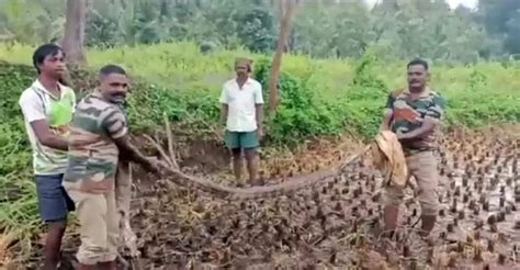 மாரண்டஹள்ளி அருகே நெல் வயலில் பதுங்கியிருந்த 15 அடி நீள மலைப்பாம்பு
