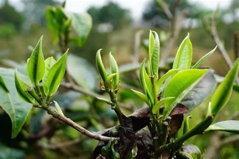 普洱茶茶树的划分大全