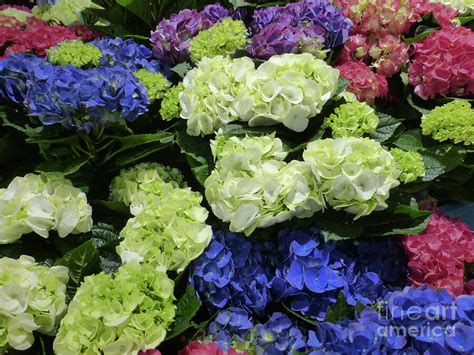 Easter Hydrangeas Photograph By Kim Lilly Bernau Fine Art America