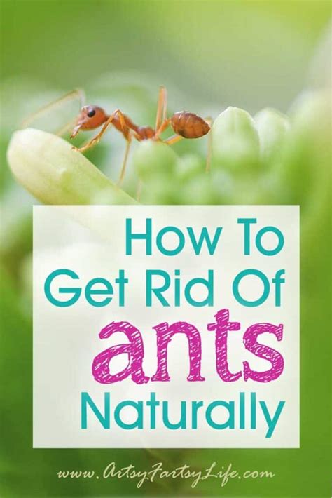 How To Get Rid Of Ants Naturally · Artsy Fartsy Life
