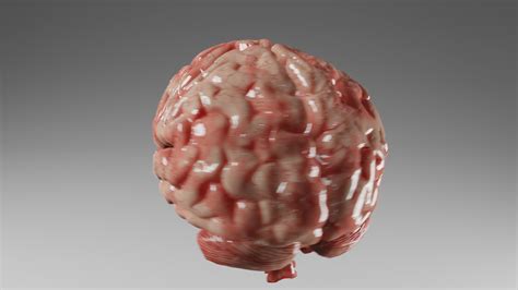 Human Brain D Pbr Model Eevee Render Engine D Model Cgtrader