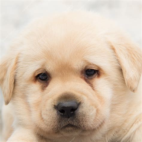 拉布拉多犬 拉布拉多犬 编号10118000 宝贝它