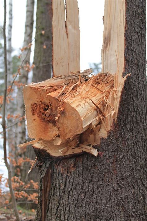 Broken Tree Stock Image Image Of Gdynia Material Industry 261209755