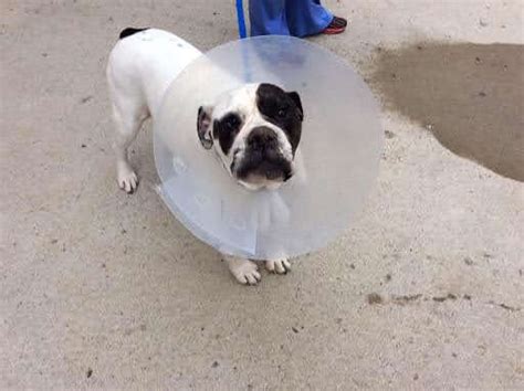 Piometra Cómo reconocer prevenir y tratar esta afección en las mascotas