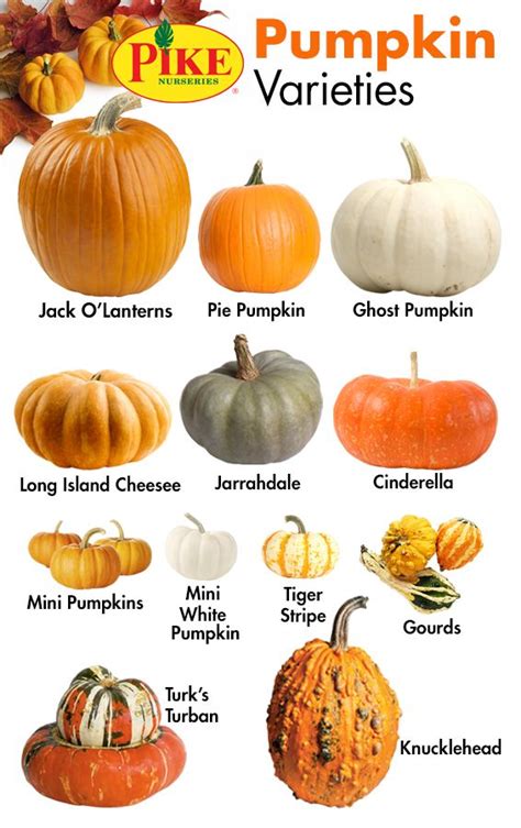 Pumpkin Varieties With Their Names And Pictures