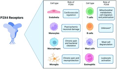 Expression Of P2x4 Receptors On Cells Of The Neuroinflammatory Axis And