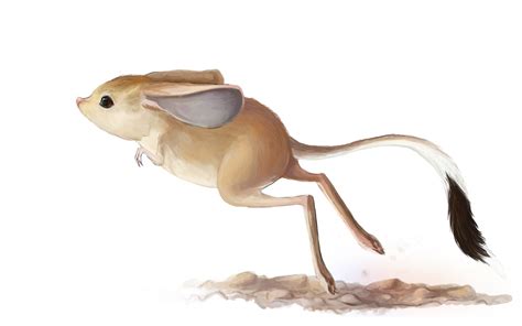 July 11 Gobi Jerboa By E Pona On Deviantart