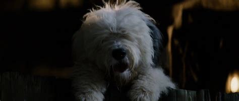 101 Dalmatians Collie