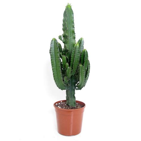 euphorbia erytrea 110 cm