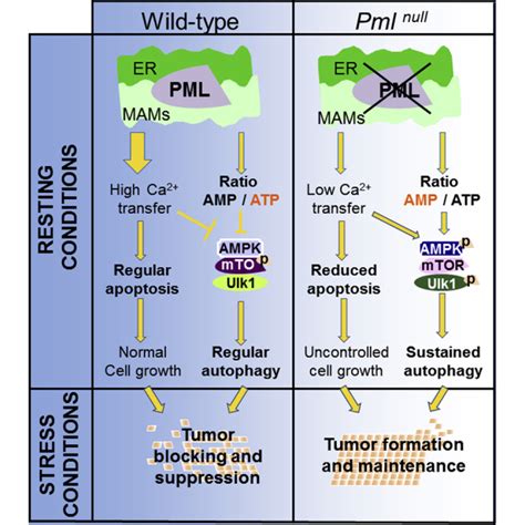 Pml At Mitochondria Associated Membranes Is Critical For The Repression