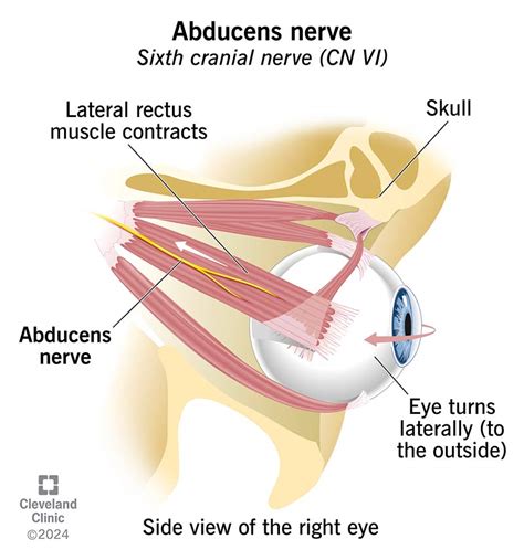 Abducens Nerve What It Is Function Location And Conditions