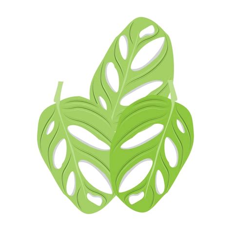 Monstera adansonii blatt logo grüne pflanze vektor baum vektor seltene blatt illustration