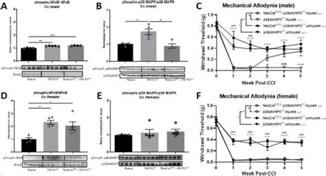 Tnfr1 P38αmapk Signaling In Nex Supraspinal Neurons Regulates Sex