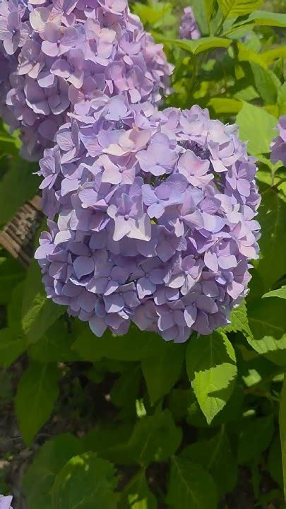 한여름의 문턱 수국의 고운 자태 🌸 햇살 속에서 피어난 여름의 빛 Youtube