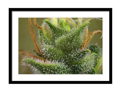 Cannabis Fine Art Stoner Gifts Weed Poster Cannabis Poster Cannabis Art Wall Art