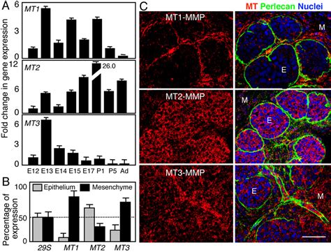 MT2 MMP Dependent Release Of Collagen IV NC1 Domains Regulates