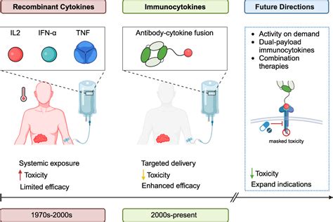 Tumor Homing Antibody Cytokine Fusions For Cancer Therapy Ott