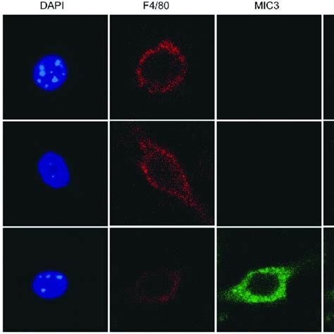 The Location Of Mic3 In Raw264 7 Cells Detected By Laser Confocal Download Scientific Diagram