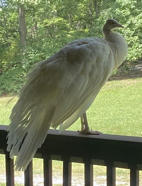 Can Anyone Identify Sex Of My 15 Month Old Peafowl Rpeacocks
