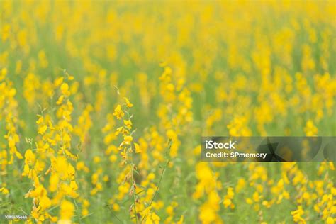 Sunn 마 인도 대 마의 꽃 필드 마드라스 대 마 또는 Crotalaria Juncea의 노란 꽃은 녹 비 사료 유기 토양