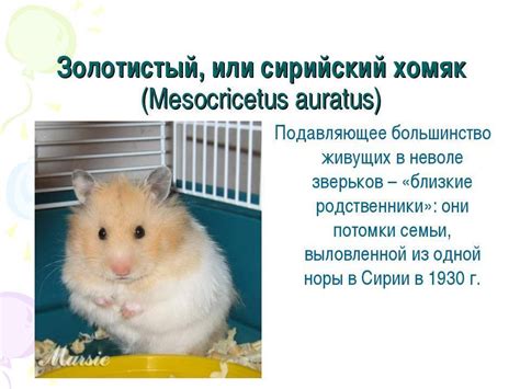 Сирийский хомяк: уход и содержание в домашних условиях, сколько живет ...