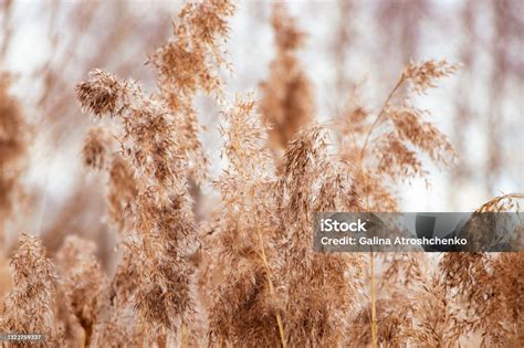 일몰에 팜파스 잔디 밝은 배경에 중립 색상의 리드 씨앗 드라이 리드클로즈 햇볕에 유행 하는 부드러운 푹신한 식물 미니멀한 스타일리시 콘셉트 0명에 대한 스톡 사진 및 기타