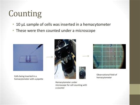 Meet Ms B Ppt Download