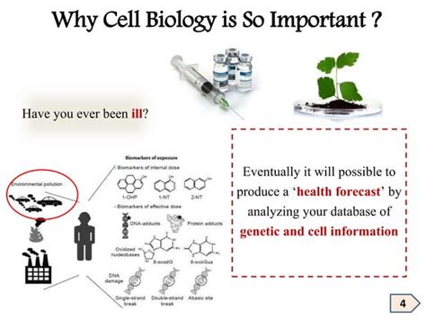 About Cell Stem Cells Ppt