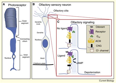 The Primary Cilium As A Complex Signaling Center Current Biology