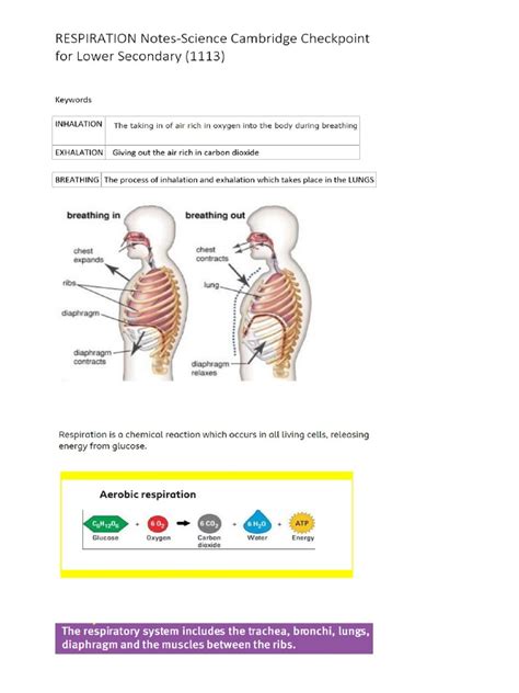 human respiratory system note science secondary checkpoint pdf