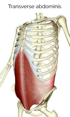 Transverse Abdominis