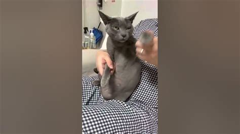 김도하 도하 친구 꼬미 Youtube