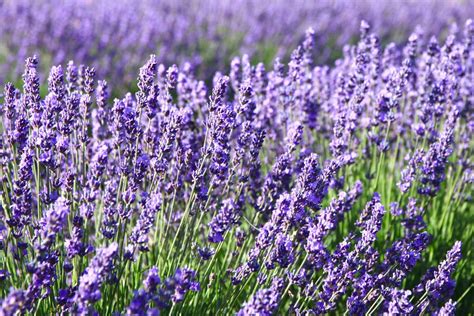 Lavender In Containers