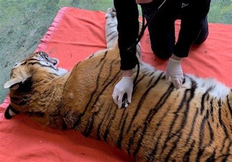 Examination Of The Chest Wild Tiger Health Centre Wild Tiger Health