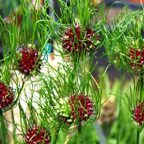 Allium Hair For Sale Online In Eu Directly From Holland