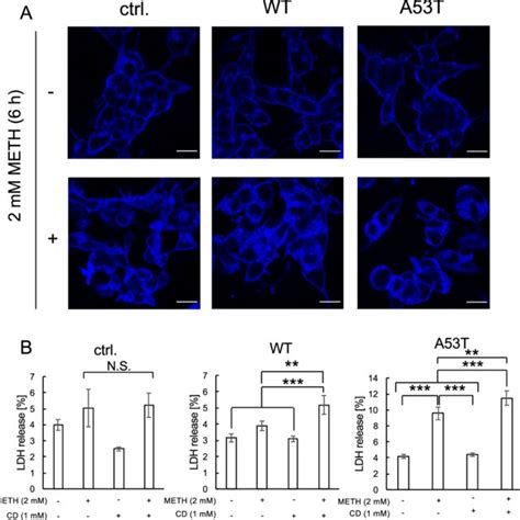 Meth Induces The Cellular Accumulation Of Free Cholesterol In Sh Sy5y