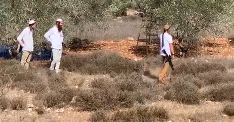 Israeli Settler Kills Palestinian Harvesting Olives In West Bank As