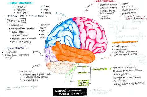 Gambar Organ Tubuh Beserta Nama Bagian Dan Fungsinya Lengkap