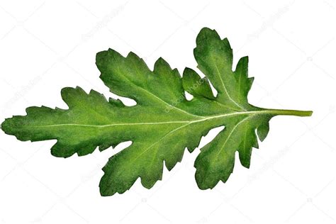Carved Beautiful Chrysanthemum Leaf Closeup Isolated On White Ba