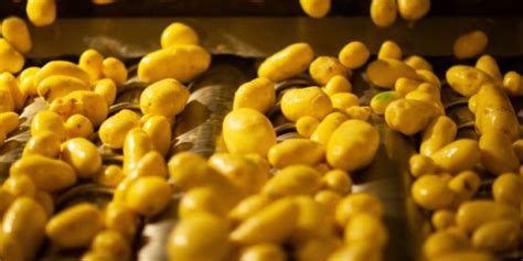 Potato Processors Pay Premiums for March Delivery – Potato Business